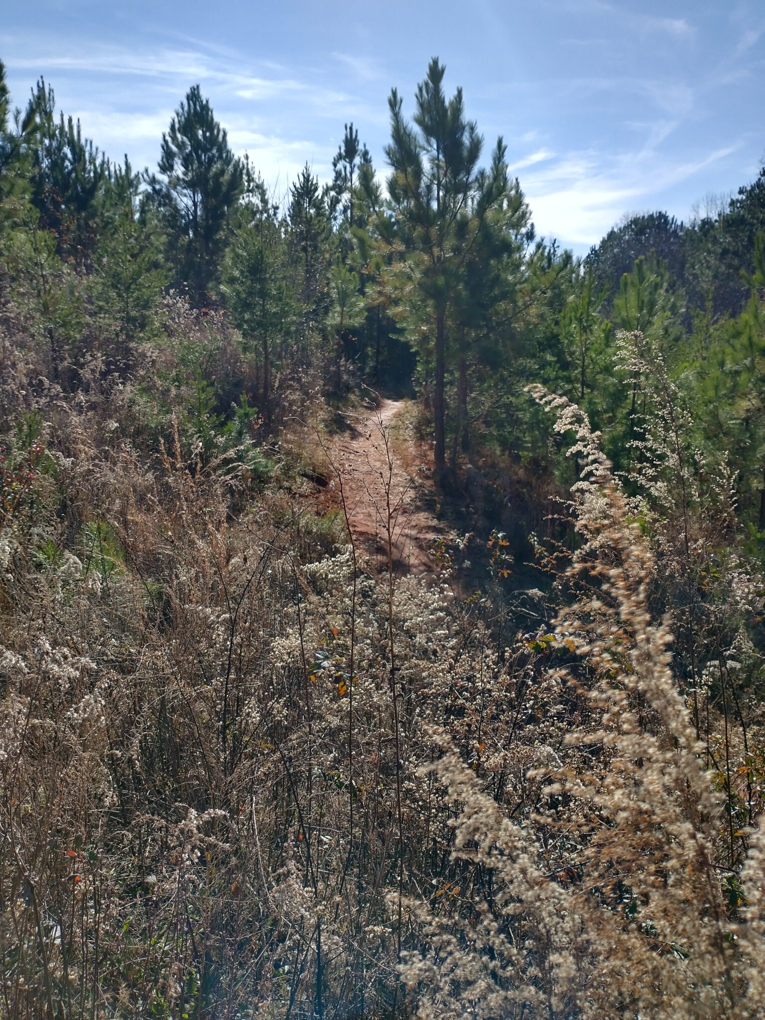 Track and Trail Concept, Design, Layout and Construction – Backyard ...